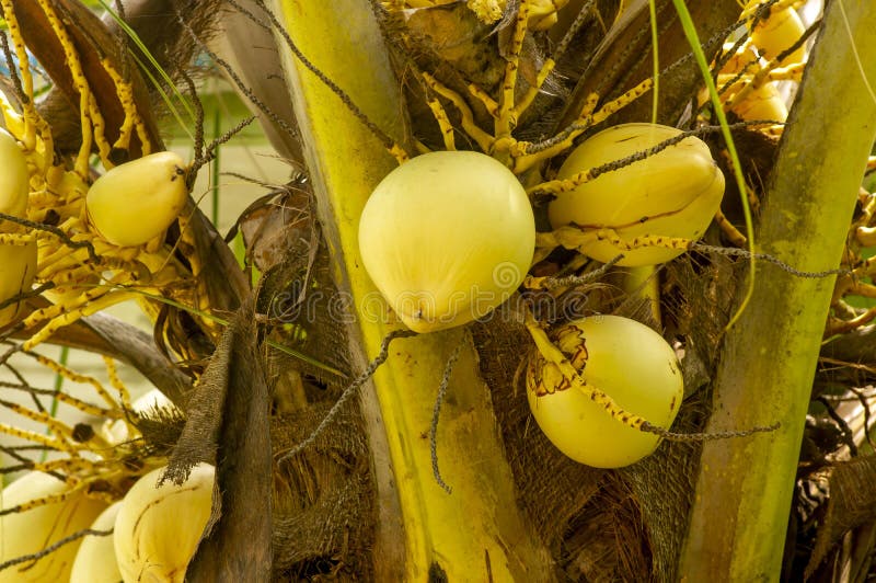 Kelapa Gading, Young Ivory Coconuts on the Tree Stock Photo - Image of ...