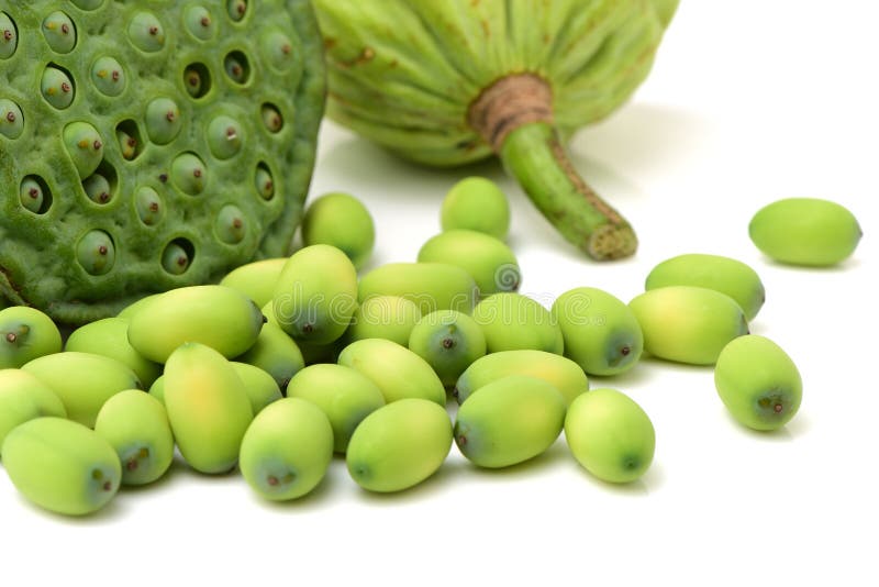 Kelk, Lotus-groene zaden stock afbeelding. Image of plantkunde - 68407579