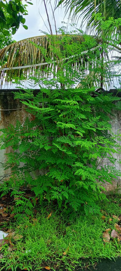Kelor, Miracle Tree from Indonesia Stock Photo - Image of miracle, tree ...