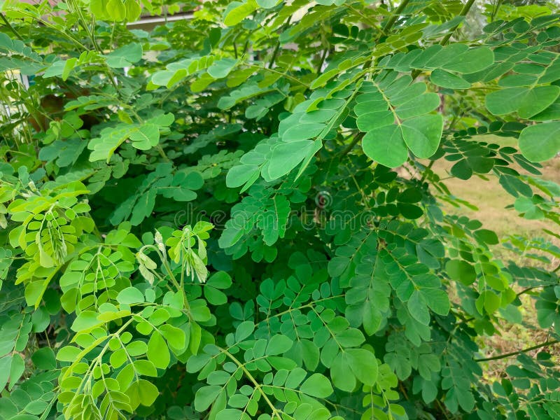 Kelor or Moringa Oleifera is a Type of Plant from the Moringaceae Tribe ...