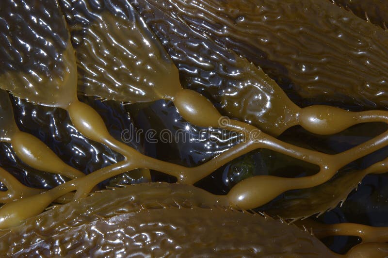Kelp blade stock image. Image of vertical, detail, seaweed - 23647369