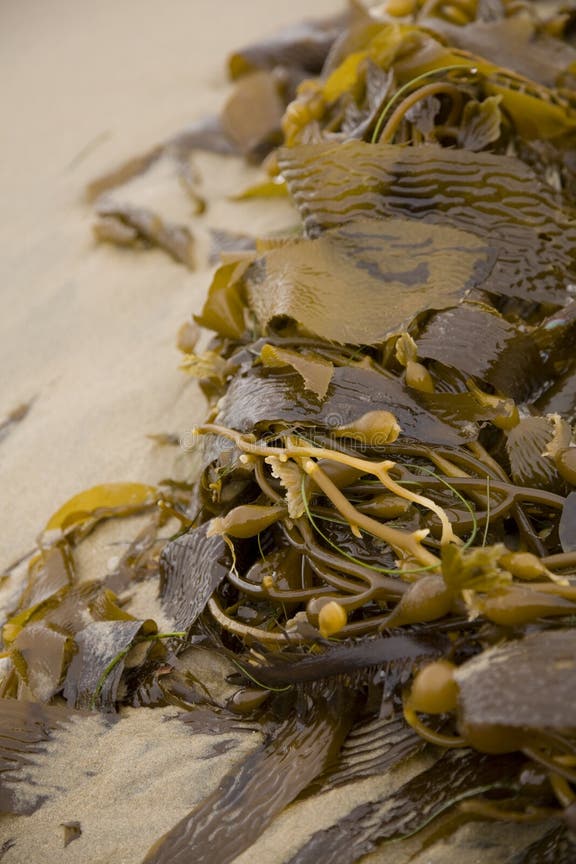 Kelp stock photo. Image of vertical, ecology, weed, kelp - 6263440