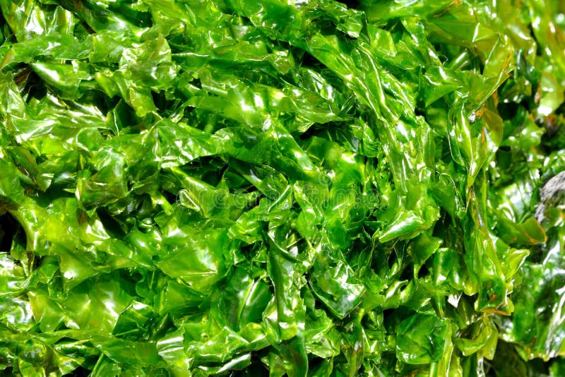 Kelp background stock photo. Image of clean, design, texture - 53640802