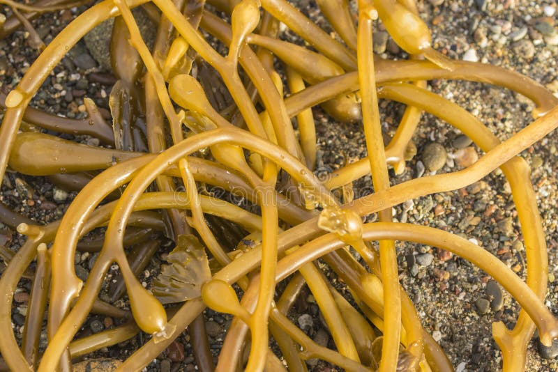 Kelp on the Beach stock image. Image of gold, ocean, yellow - 69123617