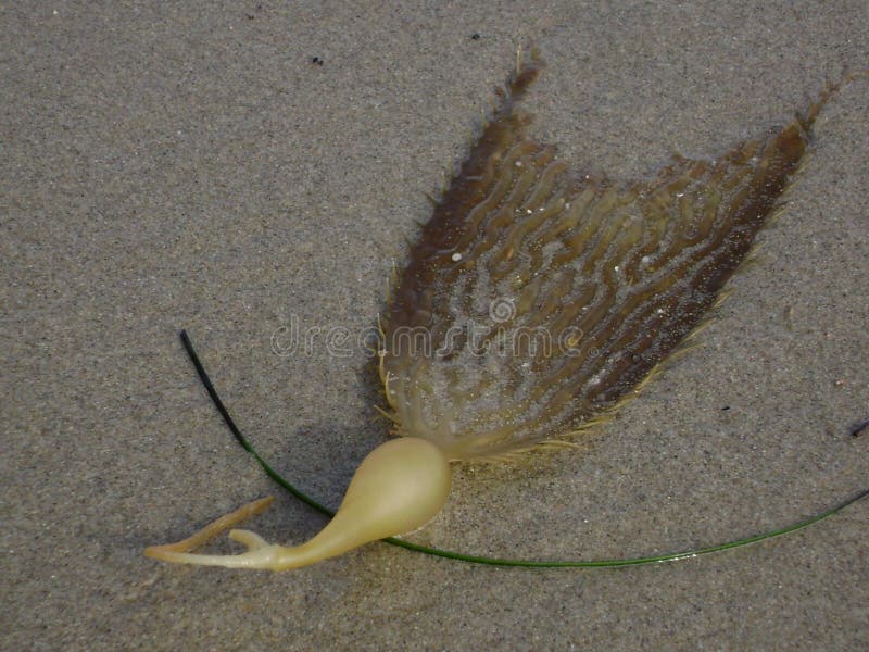 Kelp blade stock image. Image of vertical, detail, seaweed - 23647369