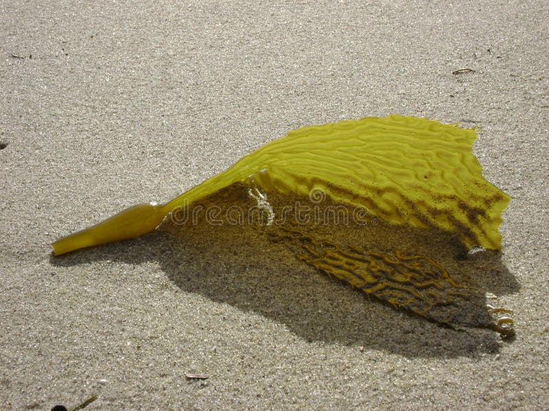Kelp Bulb and Blade Arched on Beach Stock Image - Image of blades ...