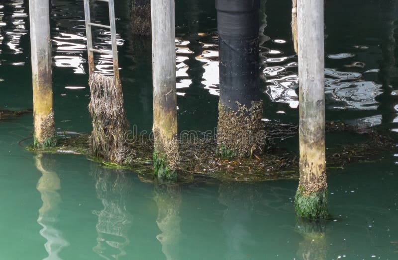 Underwater Piling Stock Photos - Free & Royalty-Free Stock Photos from ...