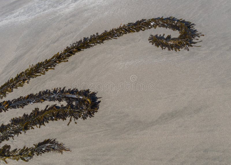 Kelp design on the beach stock image. Image of design - 156785311