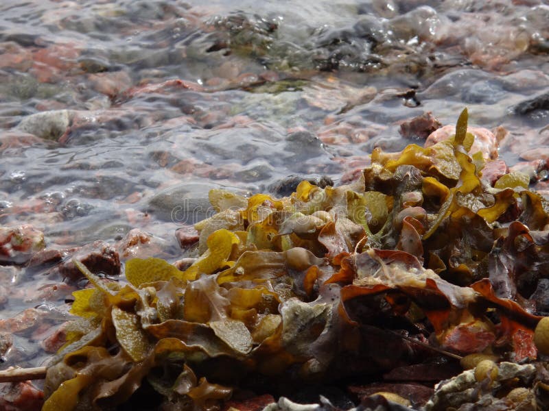 Kelp in Finnish beach stock image. Image of wildlife - 268379219