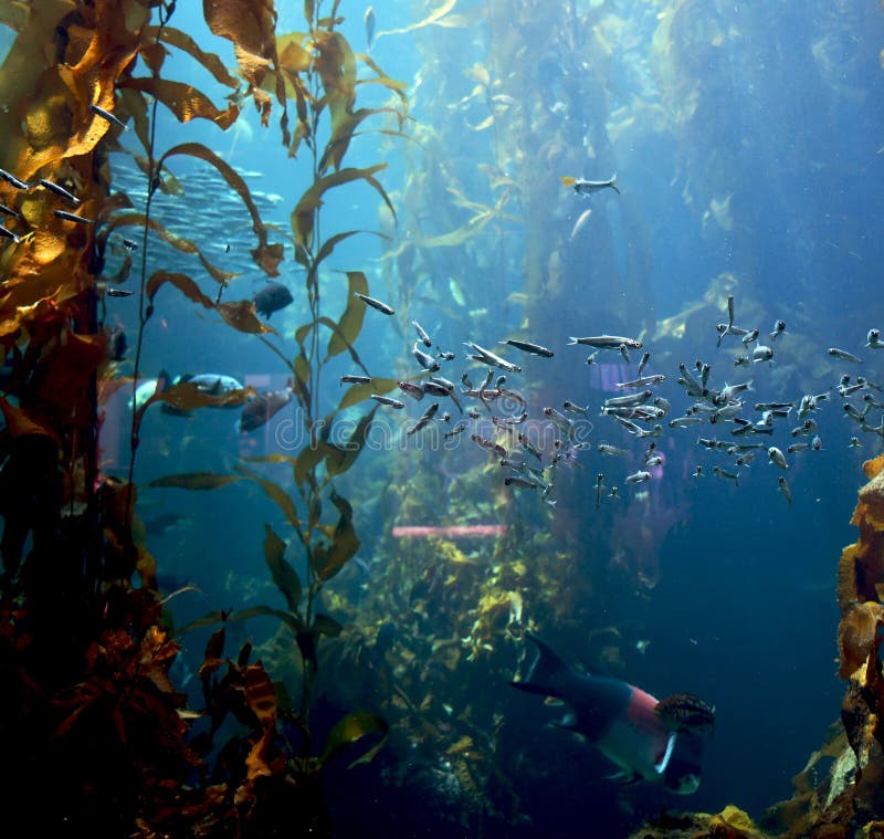 Kelp Forest Exploration in California Stock Image - Image of landscape ...