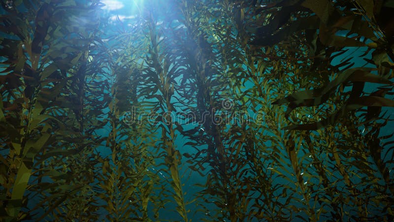 Kelp Forest, Giant Algae Seaweed Stock Image - Image of fish, seaweed ...