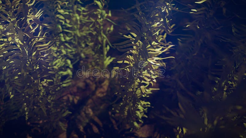 Kelp Forest, Giant Brown Algae Seaweed Stock Photo - Image of science ...