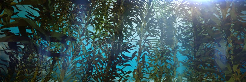 Kelp Forest, Giant Brown Algae Seaweed Stock Image - Image of scuba ...