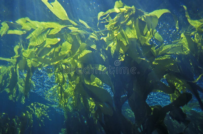 Kelp Forest, Monterey Bay Aquarium, Monterey, CA Stock Image - Image of ...