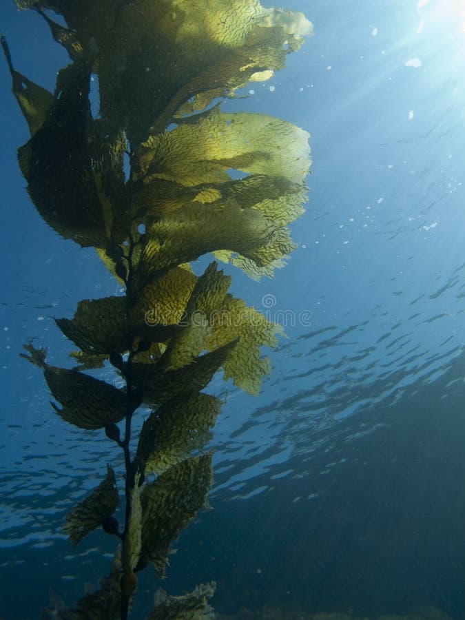 Seaweed stock photo. Image of dressings, industrial, algae - 56541192