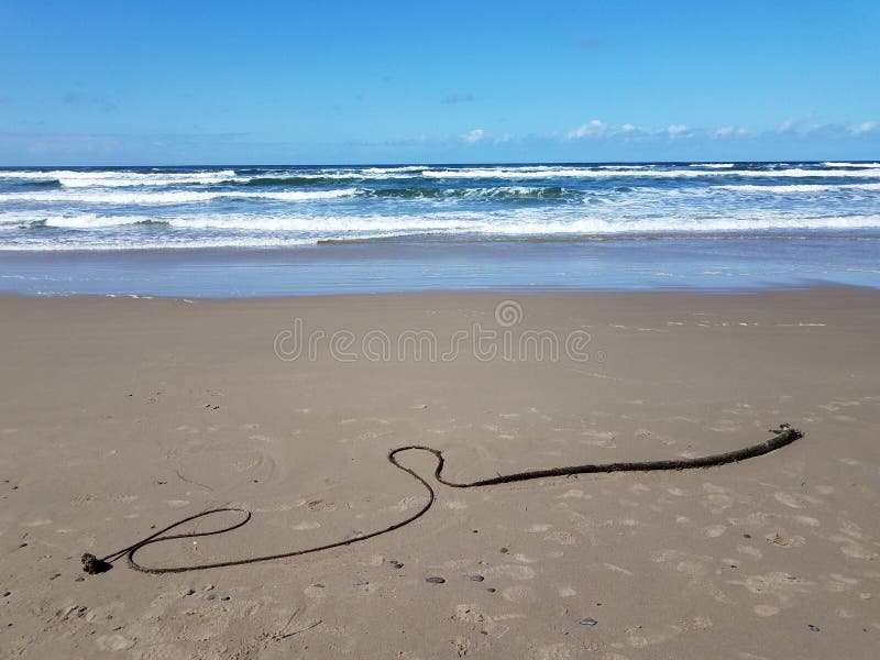 Kelp Plant Washed Up on Beach with Ocean Water Stock Image - Image of ...