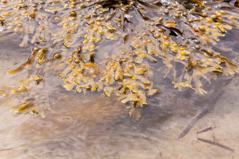 Kelp in sea water stock photo. Image of floating, water - 57797974