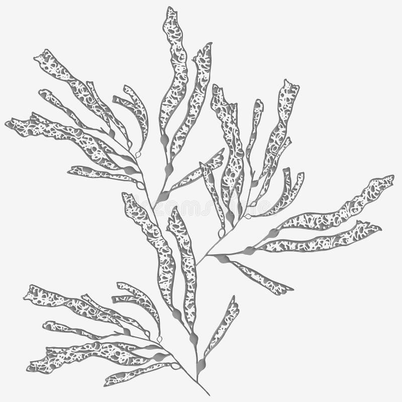 Kelp Sea Weed 3d with Realistic Shadow Perforated Stock Vector ...