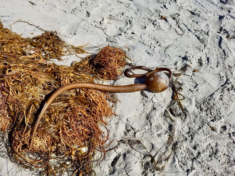 Kelp Seaweed and pod stock image. Image of algae, food - 176900949