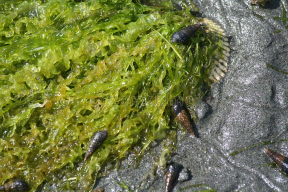 Kelp and snail stock image. Image of seaside, washed, spiral - 958941