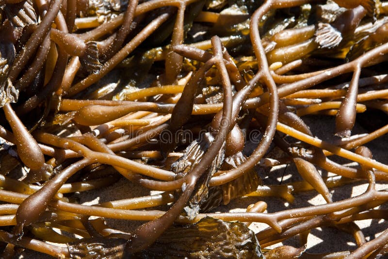 Tangle of Kelp Seaweed on the Beach Stock Photo - Image of marine, ocean: 43570362