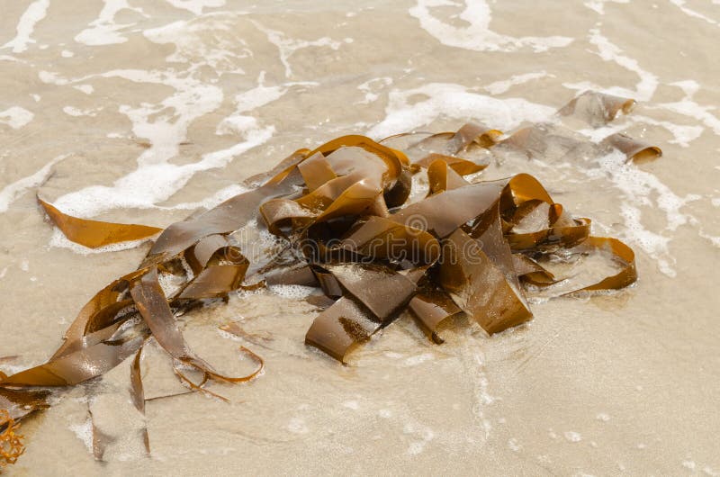 Kelp Washed Up on Ballywalter Beach Stock Photo - Image of coastal ...