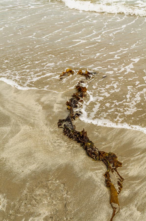Kelp Washed Up on Ballywalter Beach Stock Image - Image of bull, ocean ...