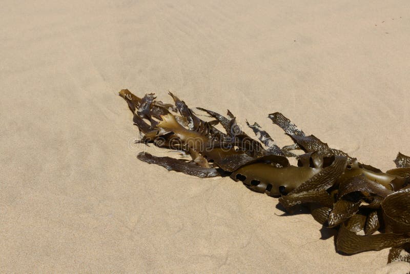 Kelp Washed Up on Tasmanian Beach Stock Image - Image of alginate ...