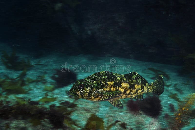Kelpfish stock photo. Image of dive, hiwihiwi, marmoratus - 61382394
