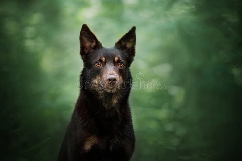 Kelpie Australiano Del Perro En El Bosque Foto de archivo - Imagen de ...