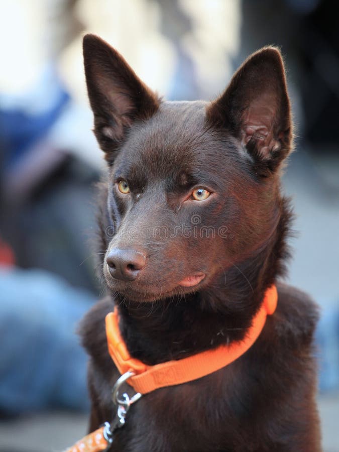 Kelpie Australien Sur Une Rue Image stock - Image du adorable, chien ...
