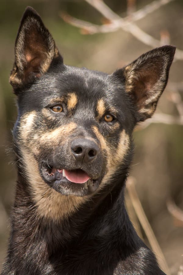 Perrito Del Perro De Ovejas Del Kelpie Imagen de archivo - Imagen de ...
