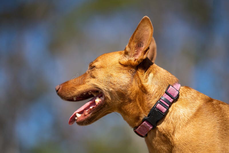 Kelpie Panting after a Run in the Bush in Australia Stock Photo - Image ...