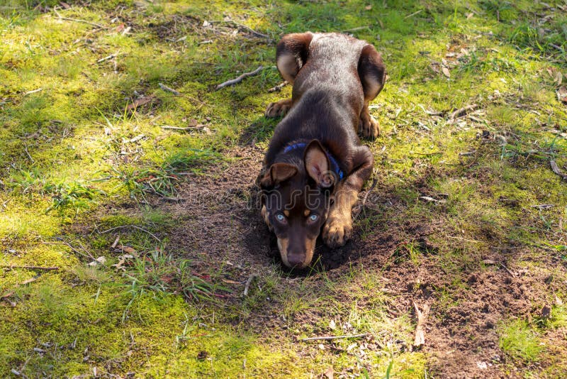 Kelpie puppy on the farm stock image. Image of sand - 122568031