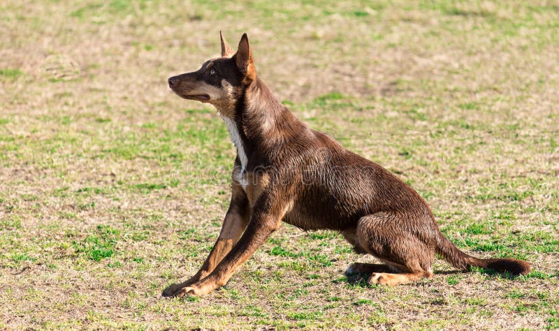Head of brown dog - kelpie stock photo. Image of looking - 22585166