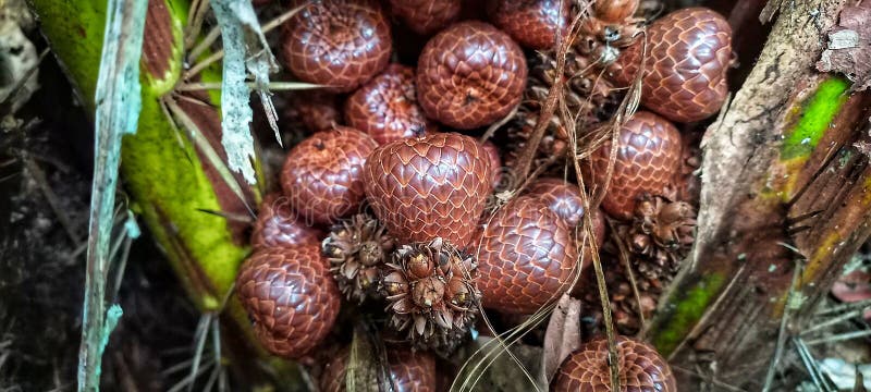 Kelubi Fruit (Eleiodoxa Conferta) is Also Called Paya Acid Stock Photo ...