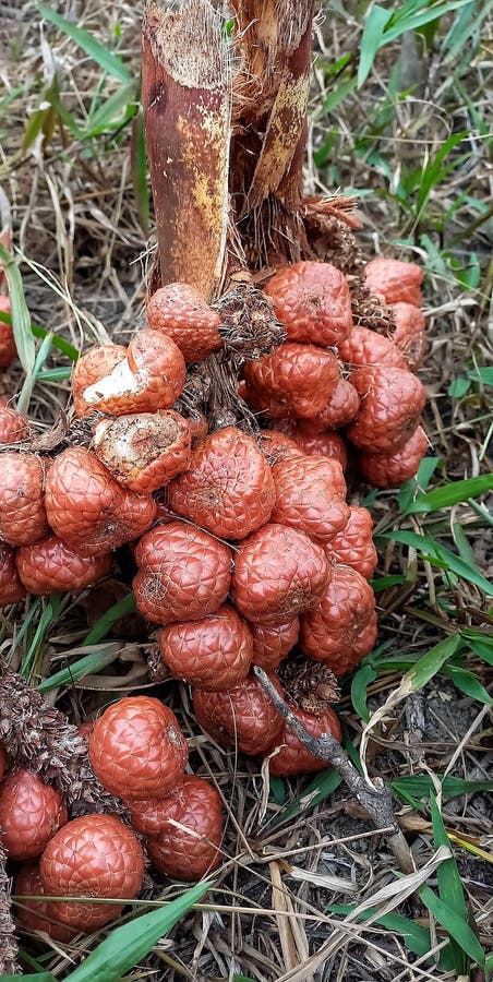 Kelubi Tamarind Fruit Bunches (Eleiodoxa Conferta) Stock Photo - Image ...