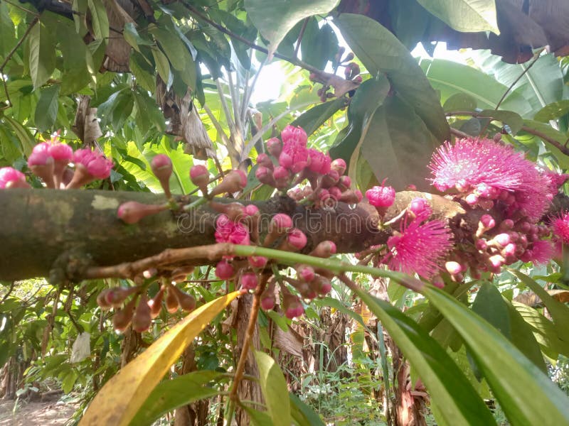 Kembang Jambu Stock Photos - Free & Royalty-Free Stock Photos from ...