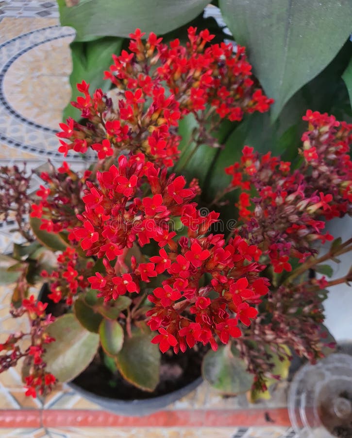 Flower Kembang Merah Stock Photos - Free & Royalty-Free Stock Photos ...