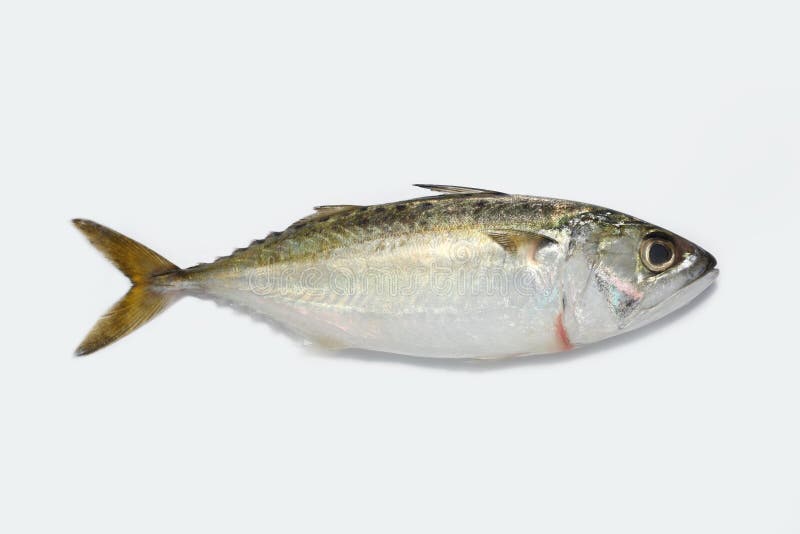 Kembong fish stock image. Image of food, local, fins - 11834987