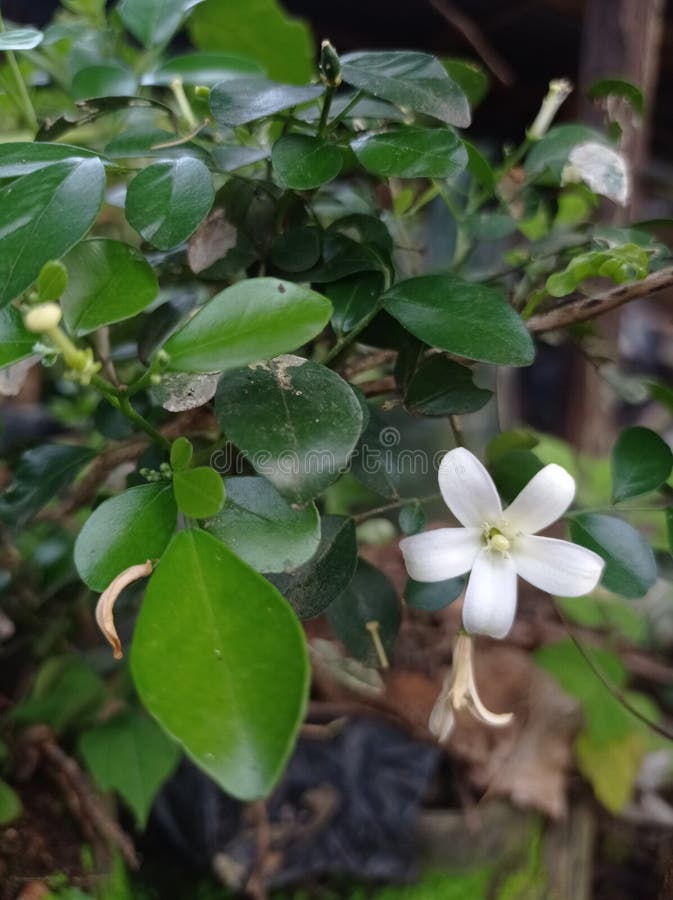 Kemuning Flower stock image. Image of flower, white - 266244755