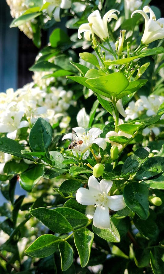 A Kemuning Flower Tree Murraya Paniculata in Full Bloom Stock Image ...