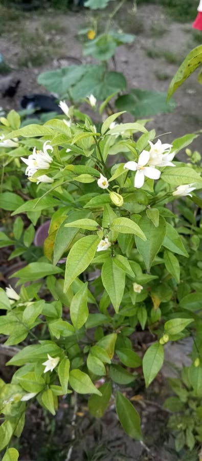 Kemuning Tree Has Very Fragrant Flowers Stock Photo - Image of ...