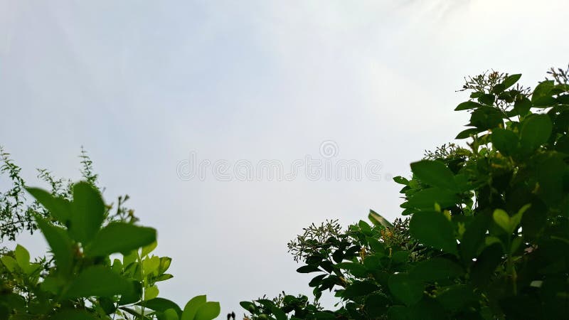 Tree Seen from Below Point of View Stock Image - Image of park, leaf ...