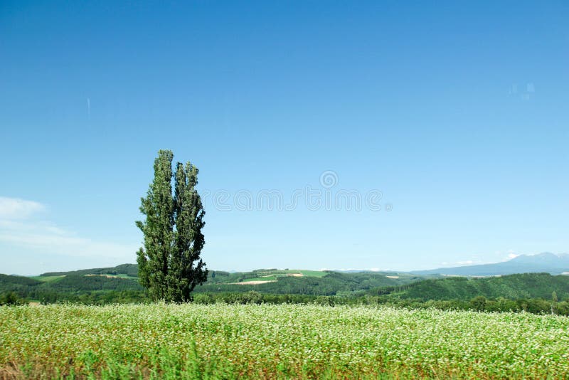 Ken and Mary tree stock image. Image of landscape, plant - 68179715