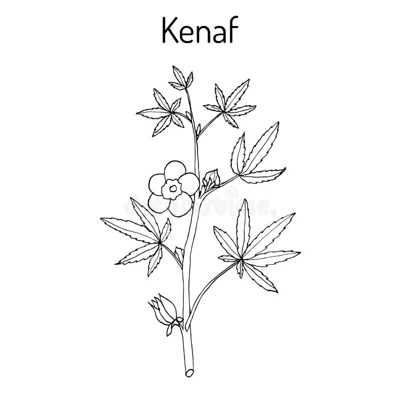 Kenaf Plant Also Called Java Jute Deccan Hemp Hibiscus Cannabinus ...