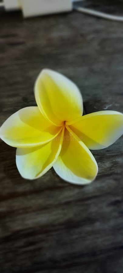 Kenanga on the table stock photo. Image of plant, wildflower - 267520144