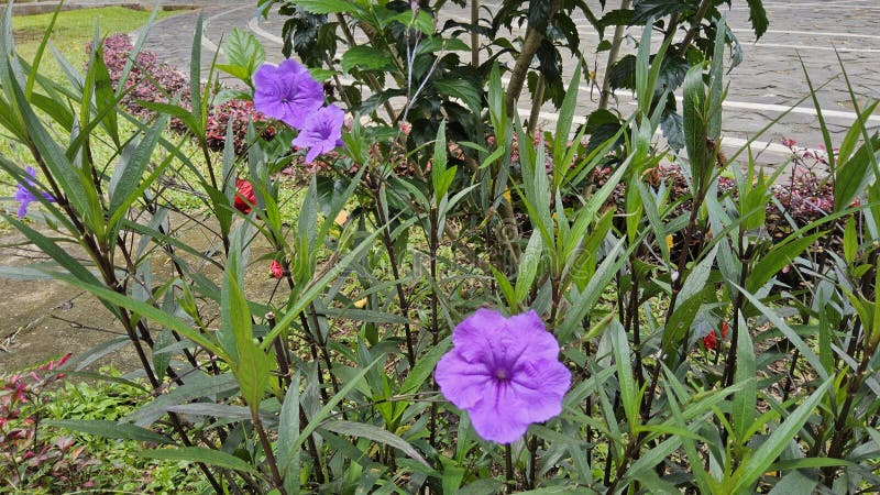 Kencana Ungu or Ruellia Simplex Stock Photo - Image of garden, weaving ...