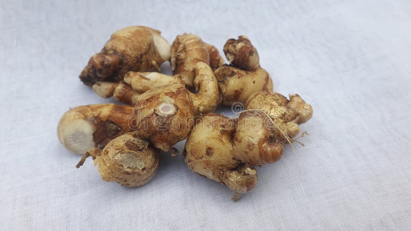 Kencur or Aromatic Ginger on White Background Stock Photo - Image of ...