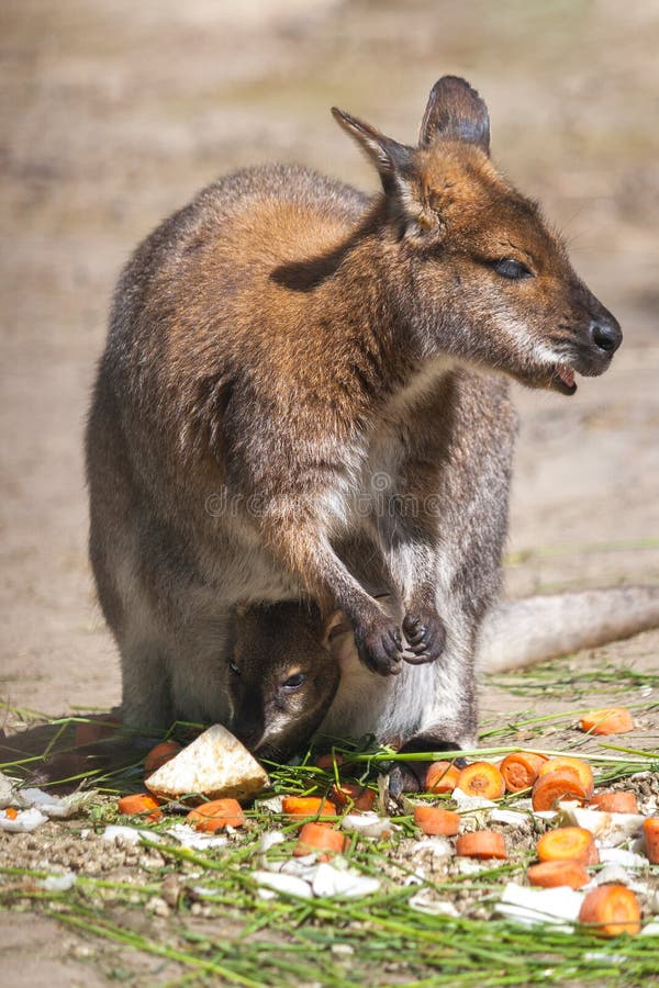 Kangaroo with a cub stock photo. Image of herbivorous - 56233838